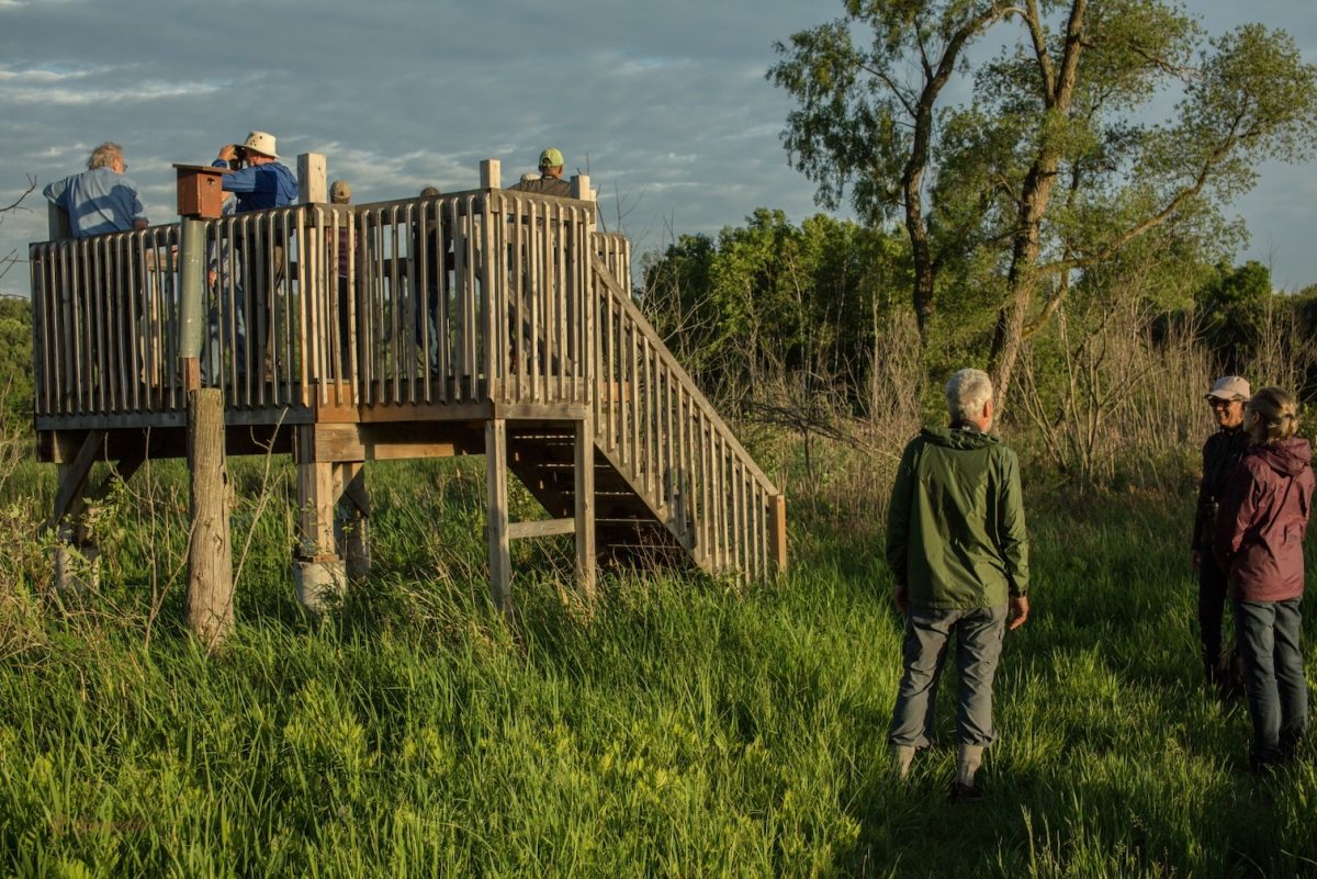 Lone Pine Marsh Braham Nature Reserve – Northumberland Land Trust