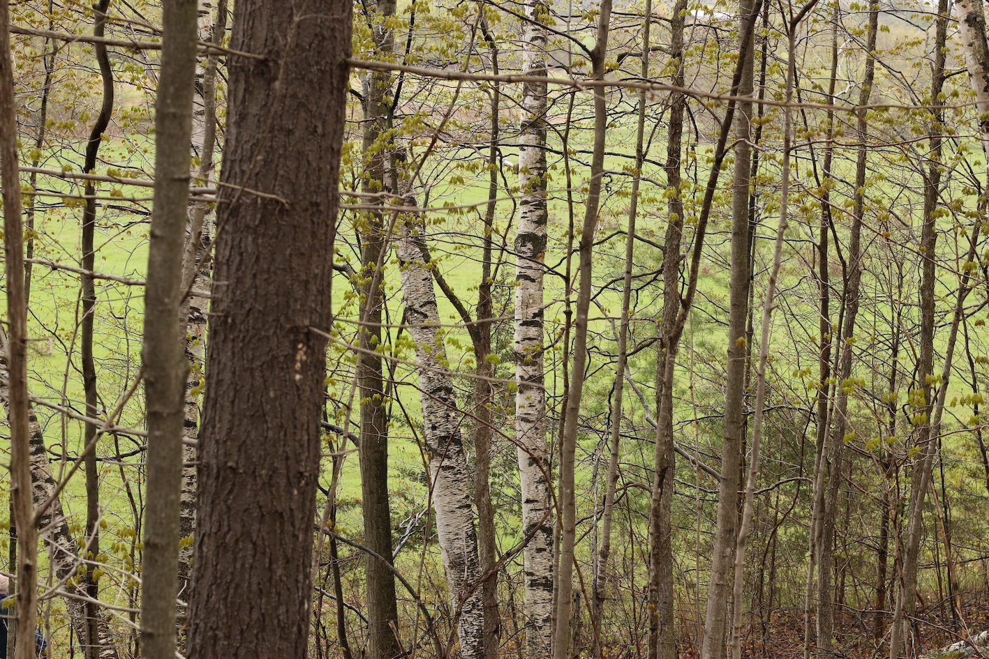 de Lint Nature Reserve – NLTrust 2023